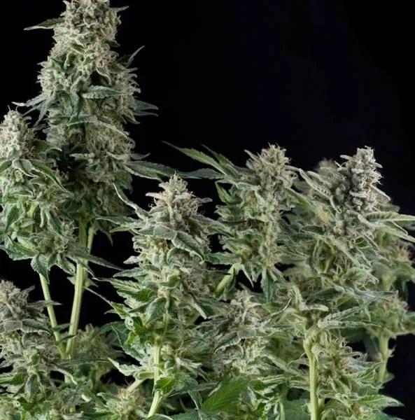 Northern Lights Feminised Seeds — Pyramid Seeds | Azarius